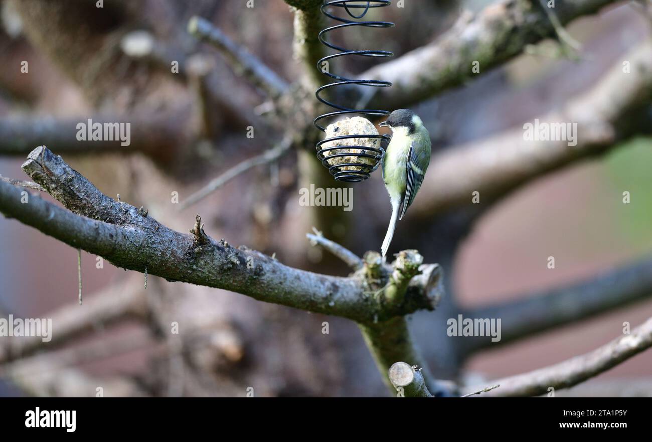 A great titmouse eats seeds and a tallow ball on a tree branch Stock ...