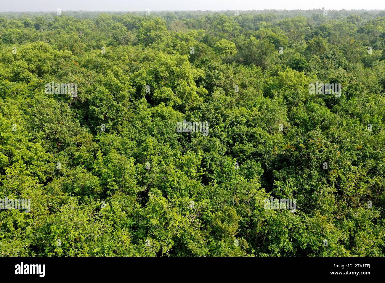 Khulna, Bangladesh - November 24, 2023: Aerial view of the Sundarban ...