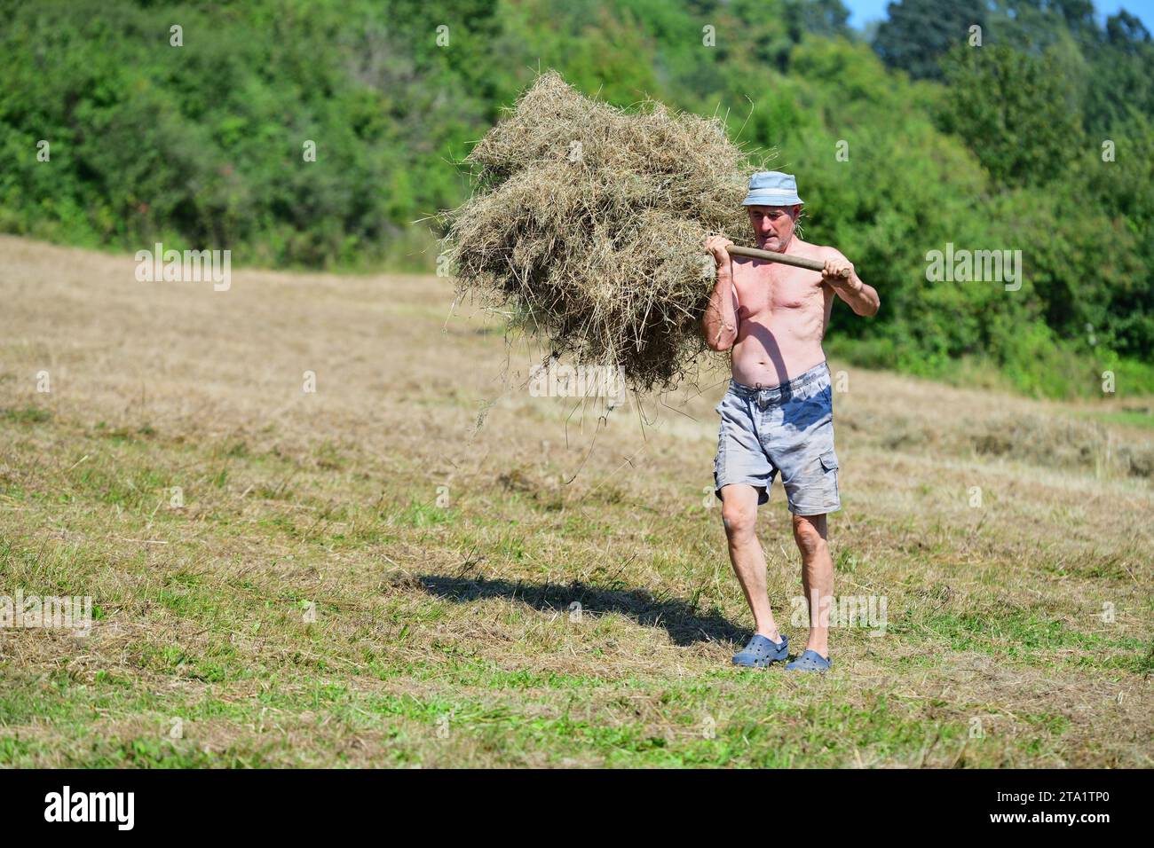 Hay stacking with fork in the village in traditional way Stock Photo ...