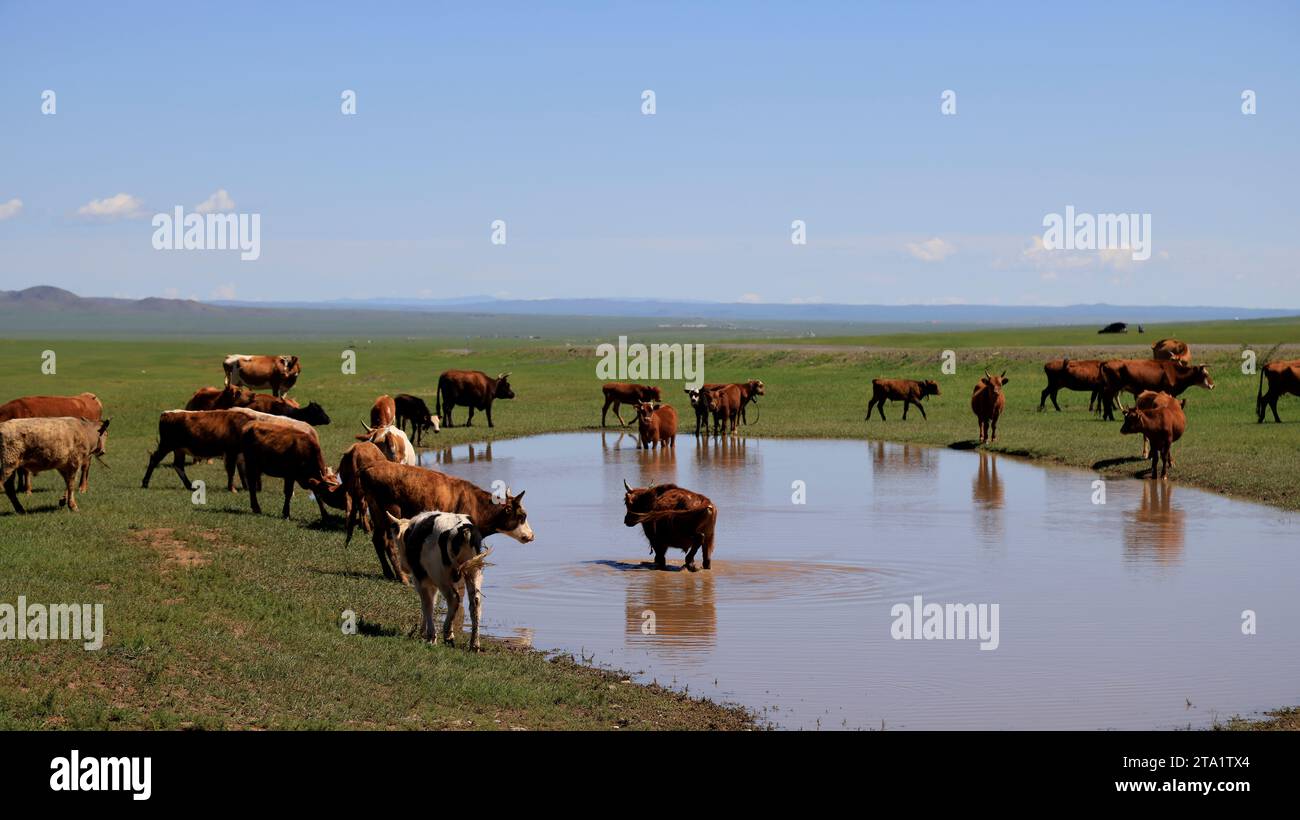 Characteristically characteristic hi-res stock photography and images - Alamy