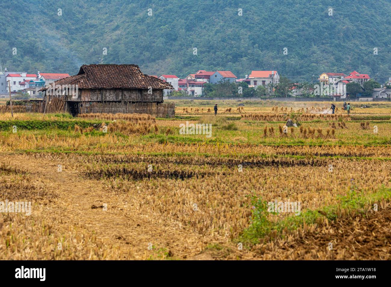 Bac son rice paddy hi-res stock photography and images - Alamy