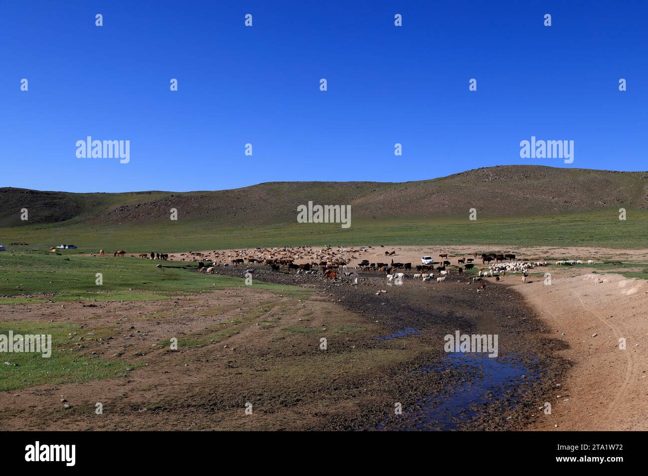 Characteristically characteristic hi-res stock photography and images - Alamy