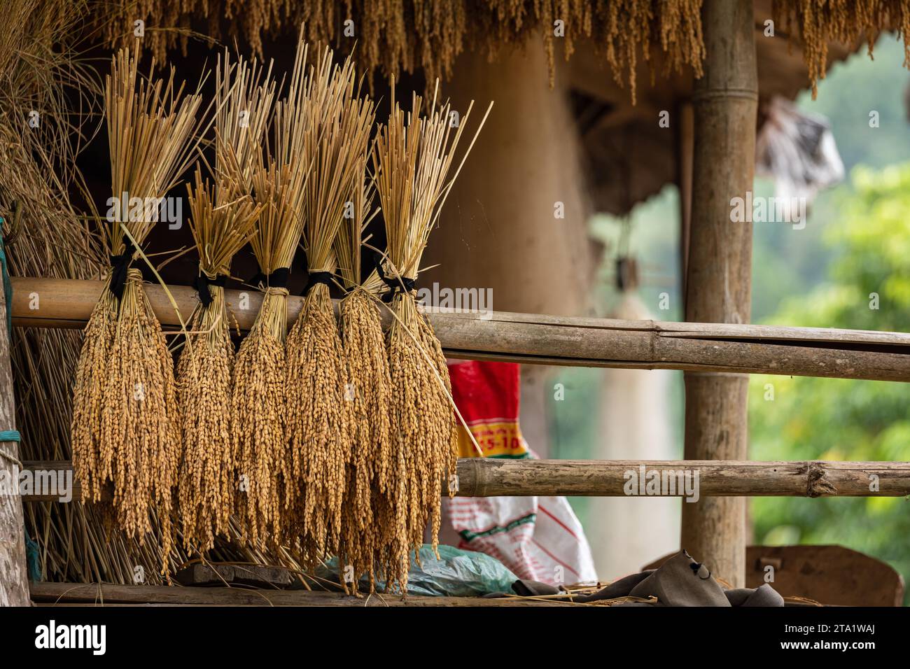 Farmhouse with rice field in the Bac Son Valley Vietnam Stock Photo - Alamy