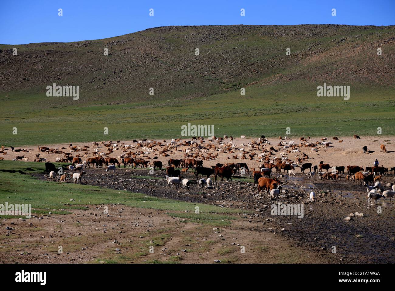 Characteristically characteristic hi-res stock photography and images - Alamy