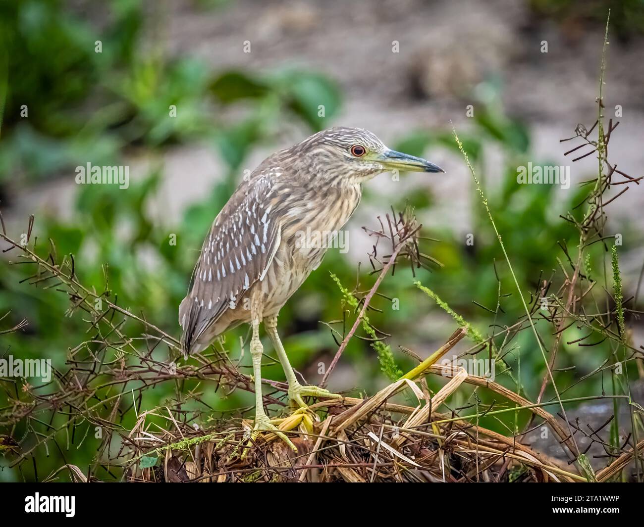 Juvenile Black-crowned Night Heron on the La Chua Trail in Paynes ...