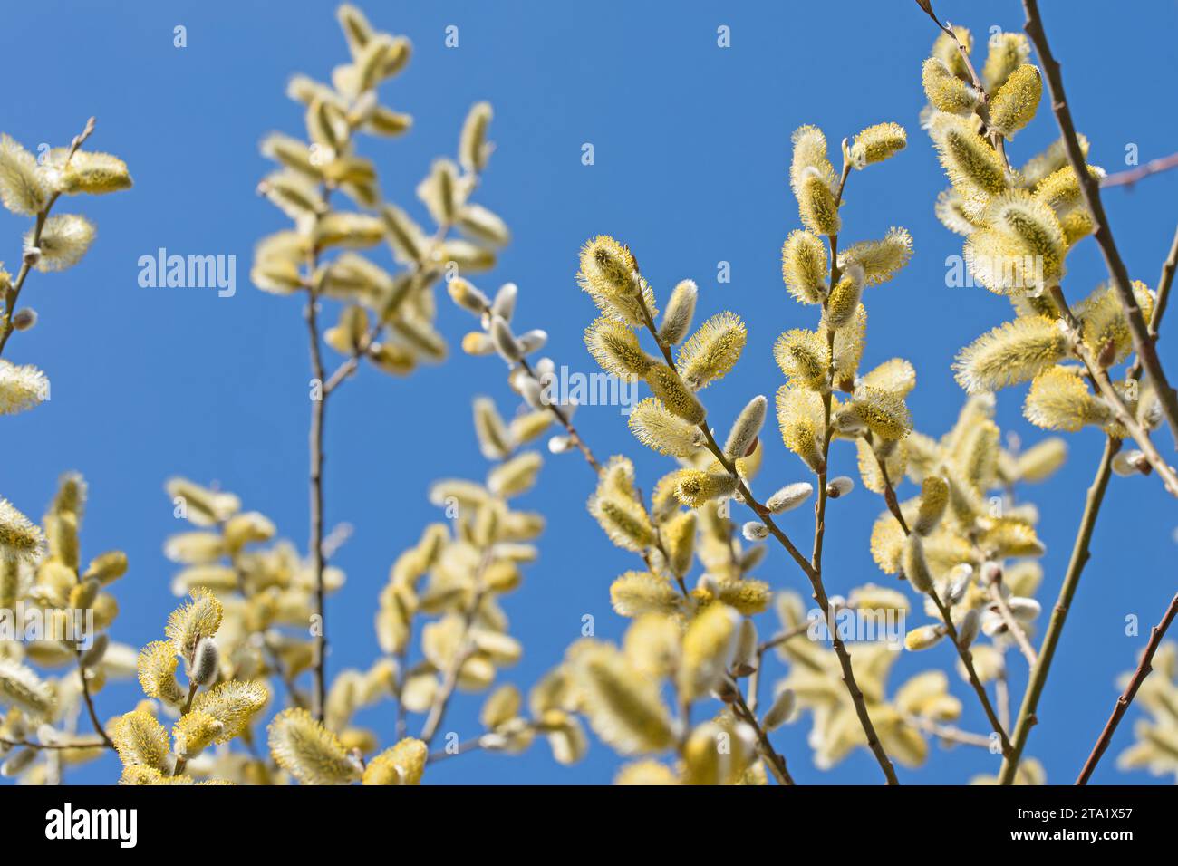 Flowering willow, Salix, in spring Stock Photo - Alamy