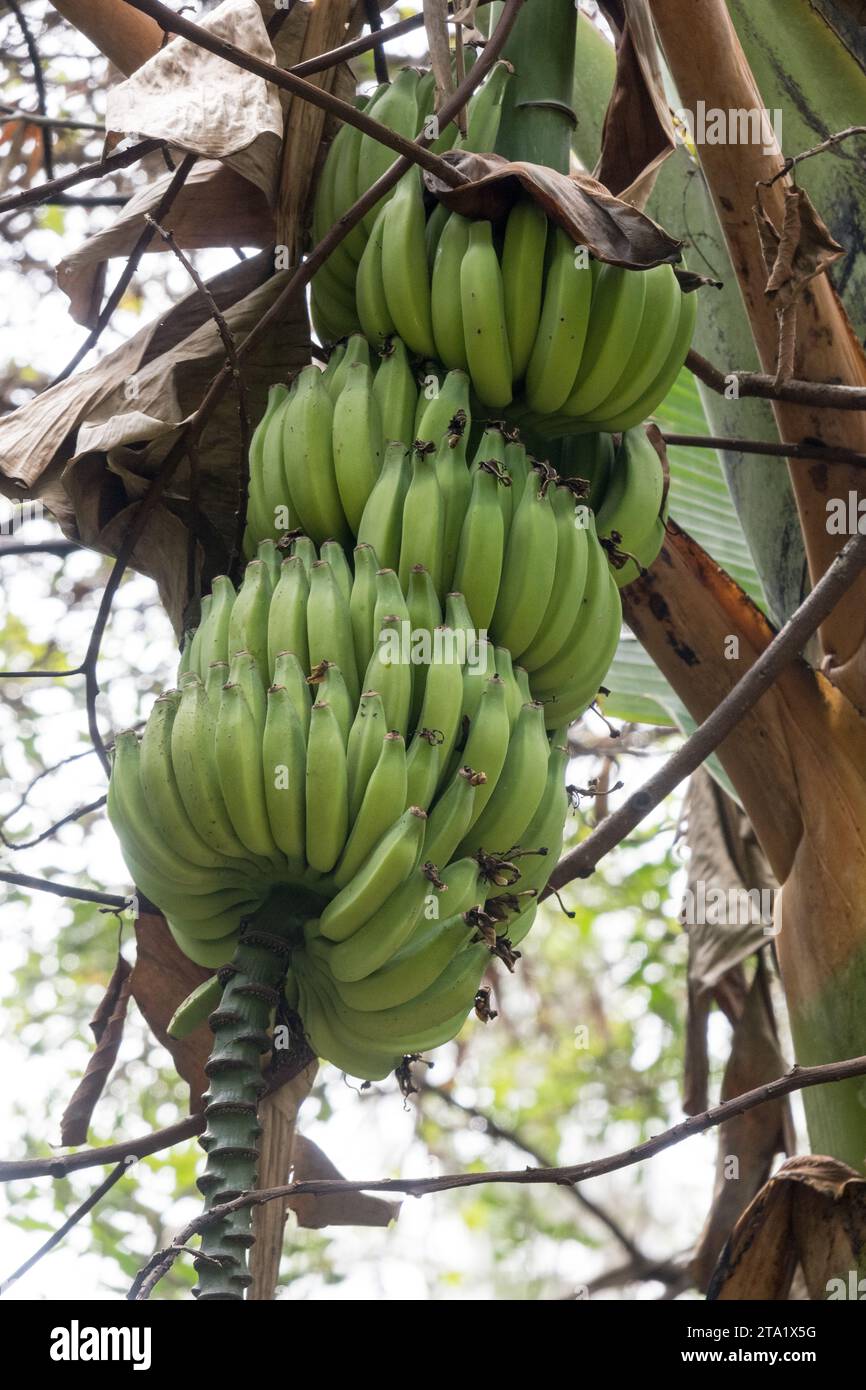 France saba island hi-res stock photography and images - Alamy