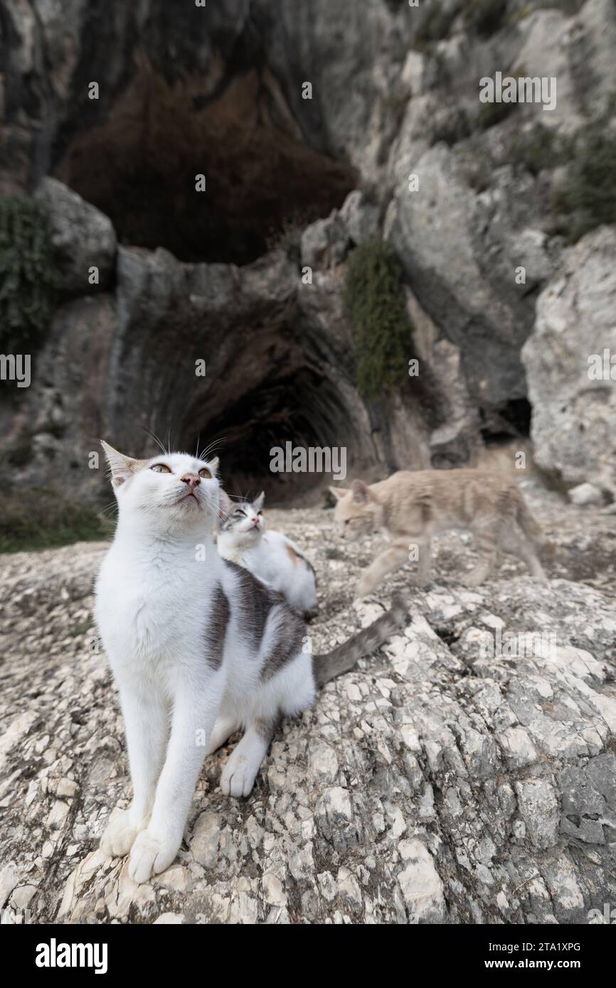 cat and cave Stock Photo - Alamy