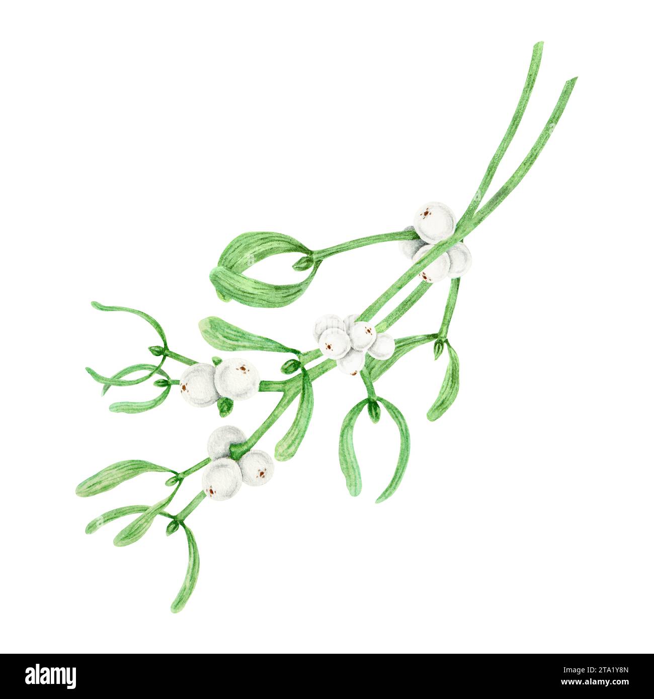 Bouquet of Mistletoe evergreen branches with leaves and white berries ...