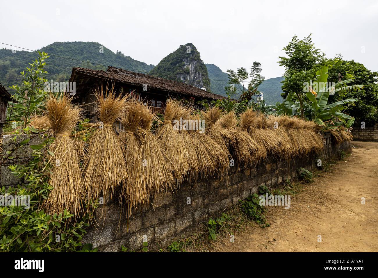 Farmhouse with rice field in the Bac Son Valley Vietnam Stock Photo - Alamy