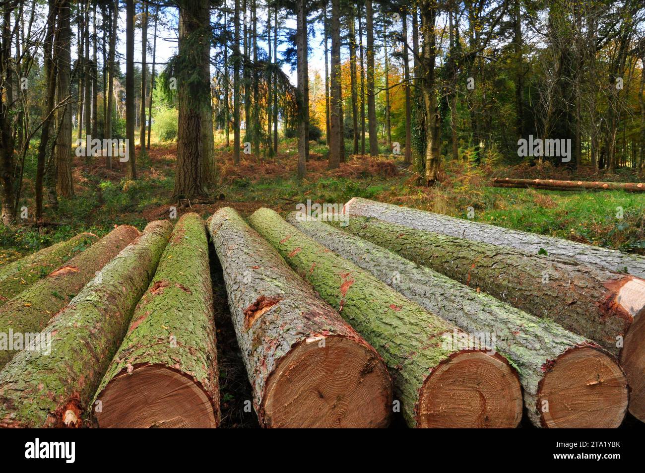 Timber recently harvested from a well managed mixed woodland in ...
