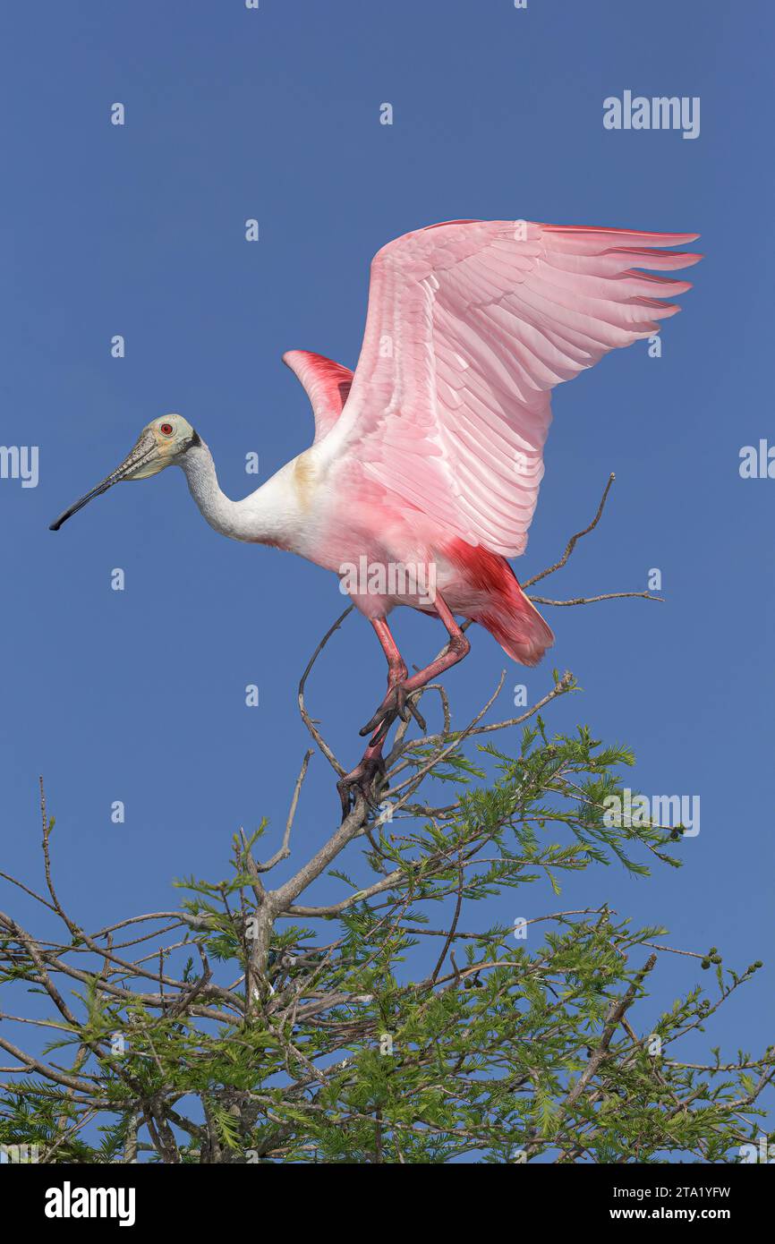 Roseate Spoonbill, Ajaia ajaja, adult bird in tree Florida, USA March ...