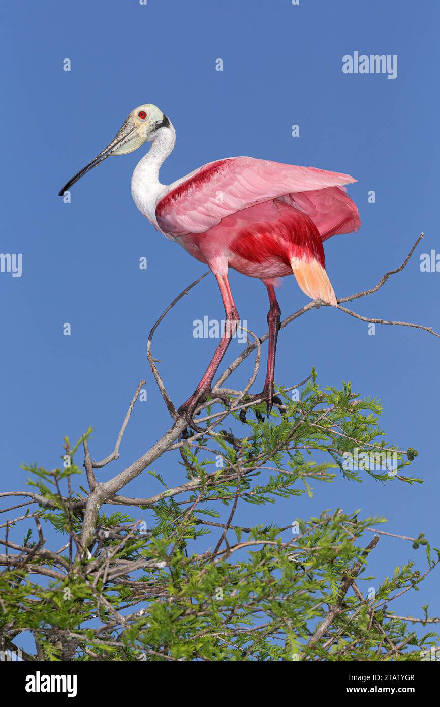 Roseate Spoonbill, Ajaia ajaja, adult bird in tree Florida, USA March ...