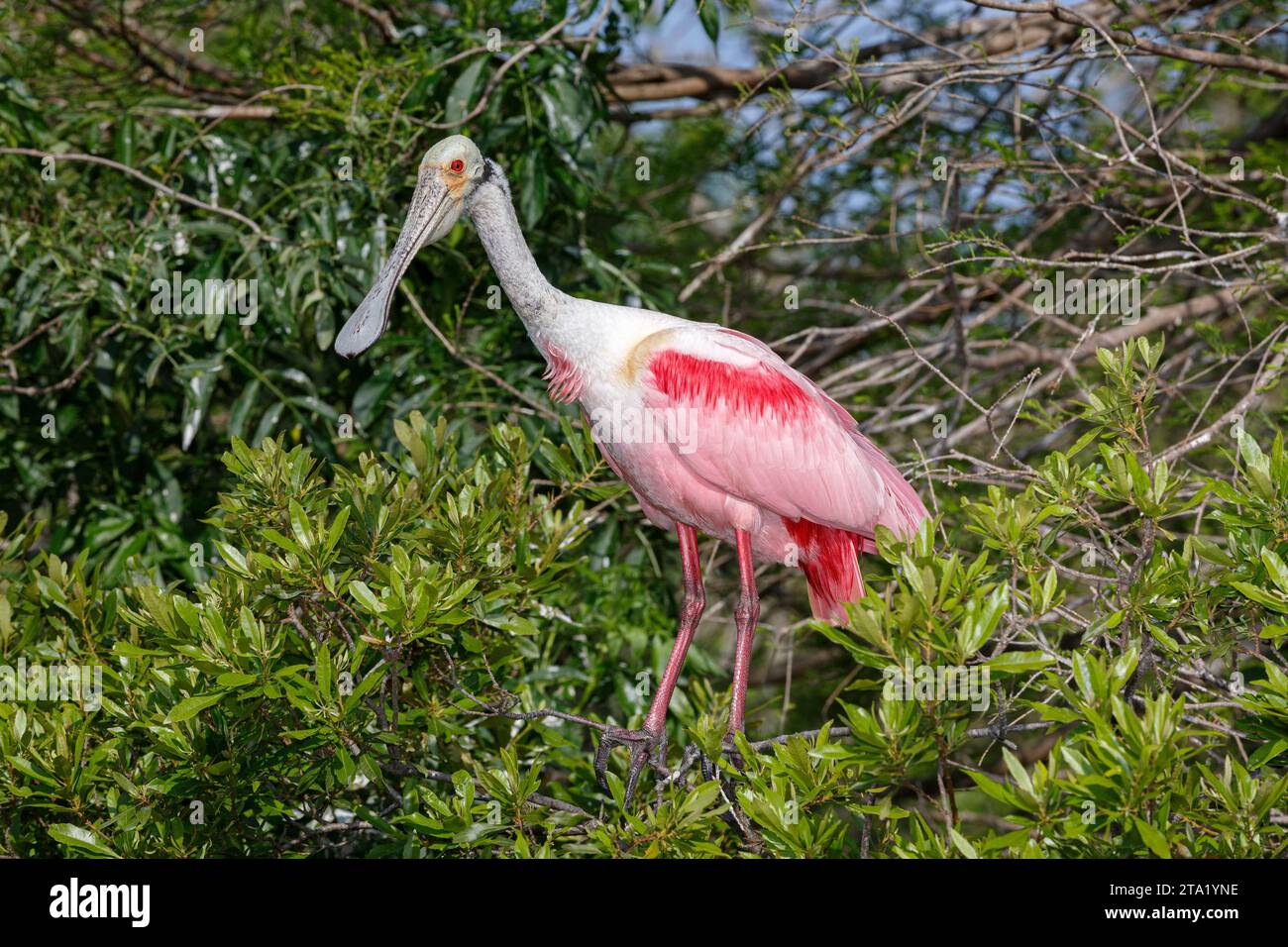 Roseate Spoonbill, Ajaia ajaja, adult bird in tree Florida, USA April ...