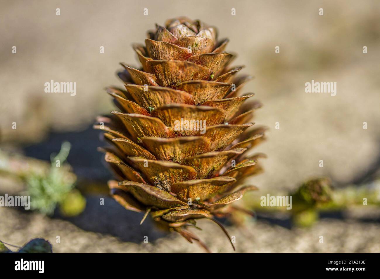 Fir cone hi-res stock photography and images - Alamy