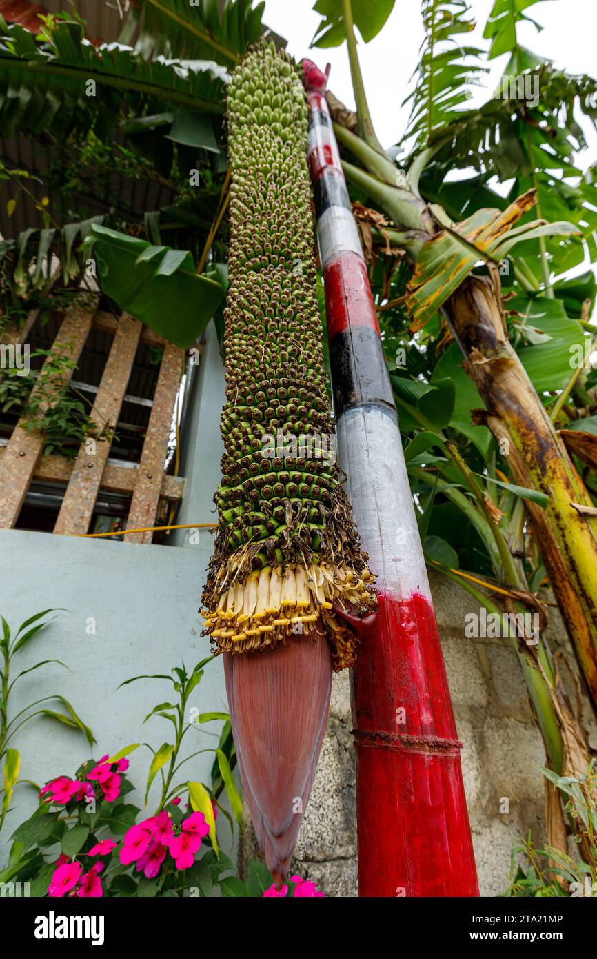 Tropics paradise hi-res stock photography and images - Alamy
