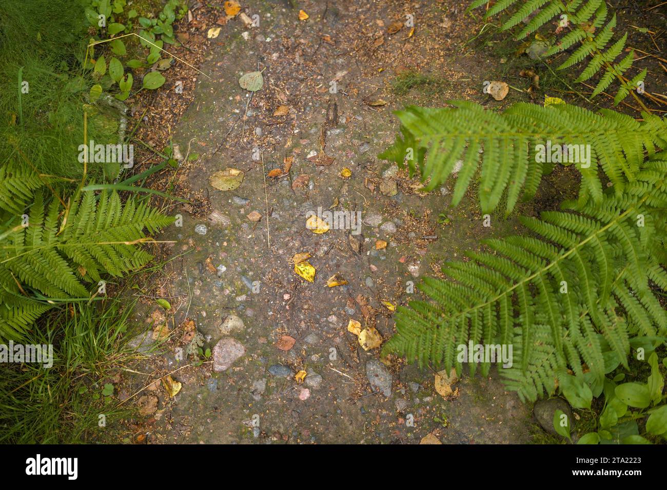 Gravel path fallen leaves hi-res stock photography and images - Alamy