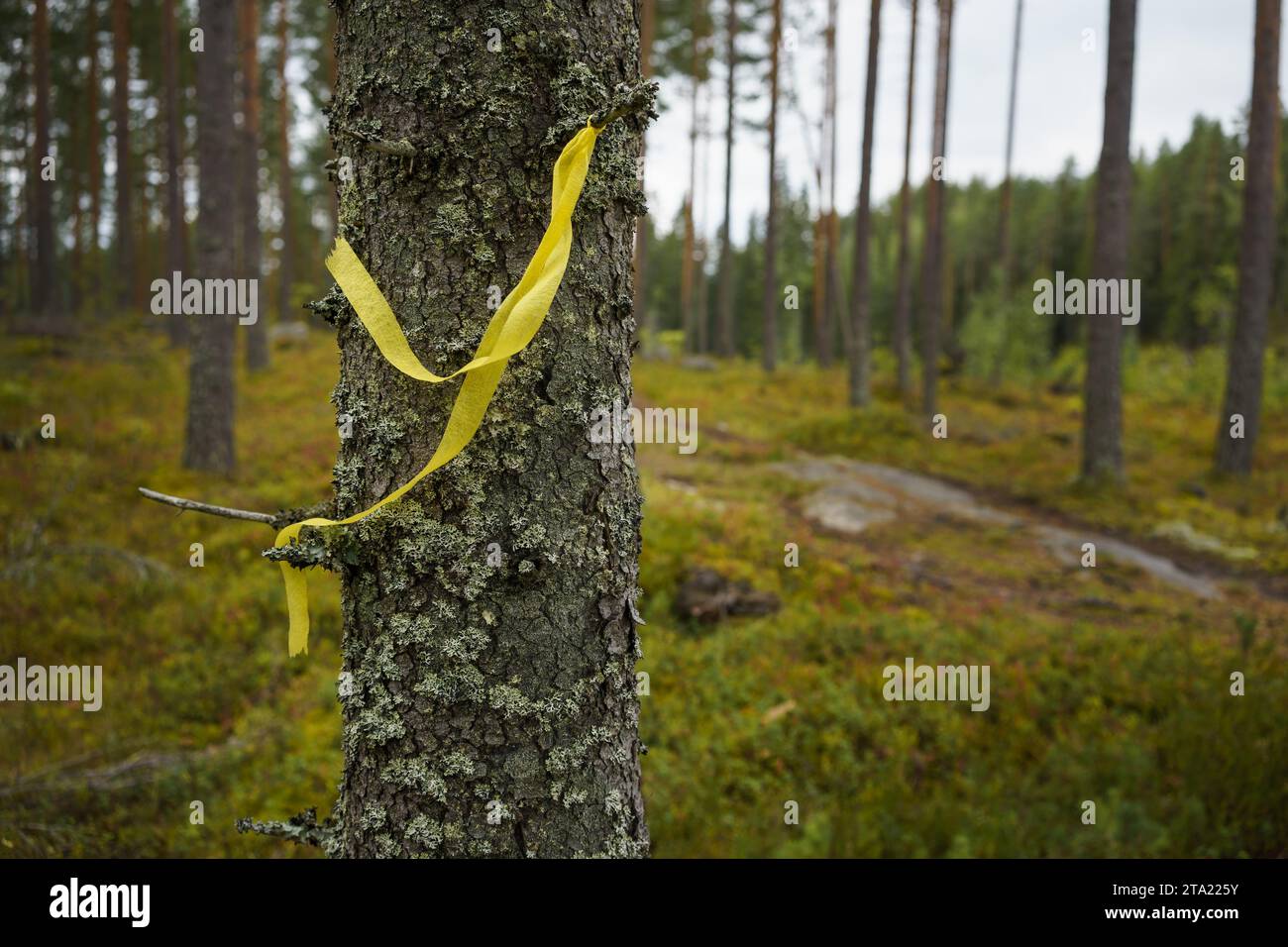 Yellow pine tree hi-res stock photography and images - Alamy