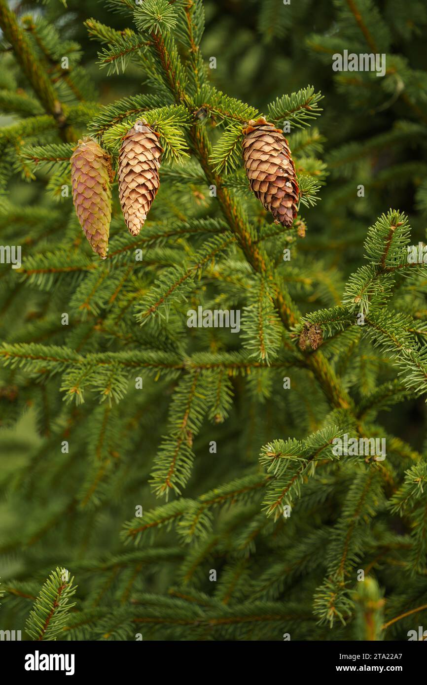 Spruce cones hi-res stock photography and images - Alamy