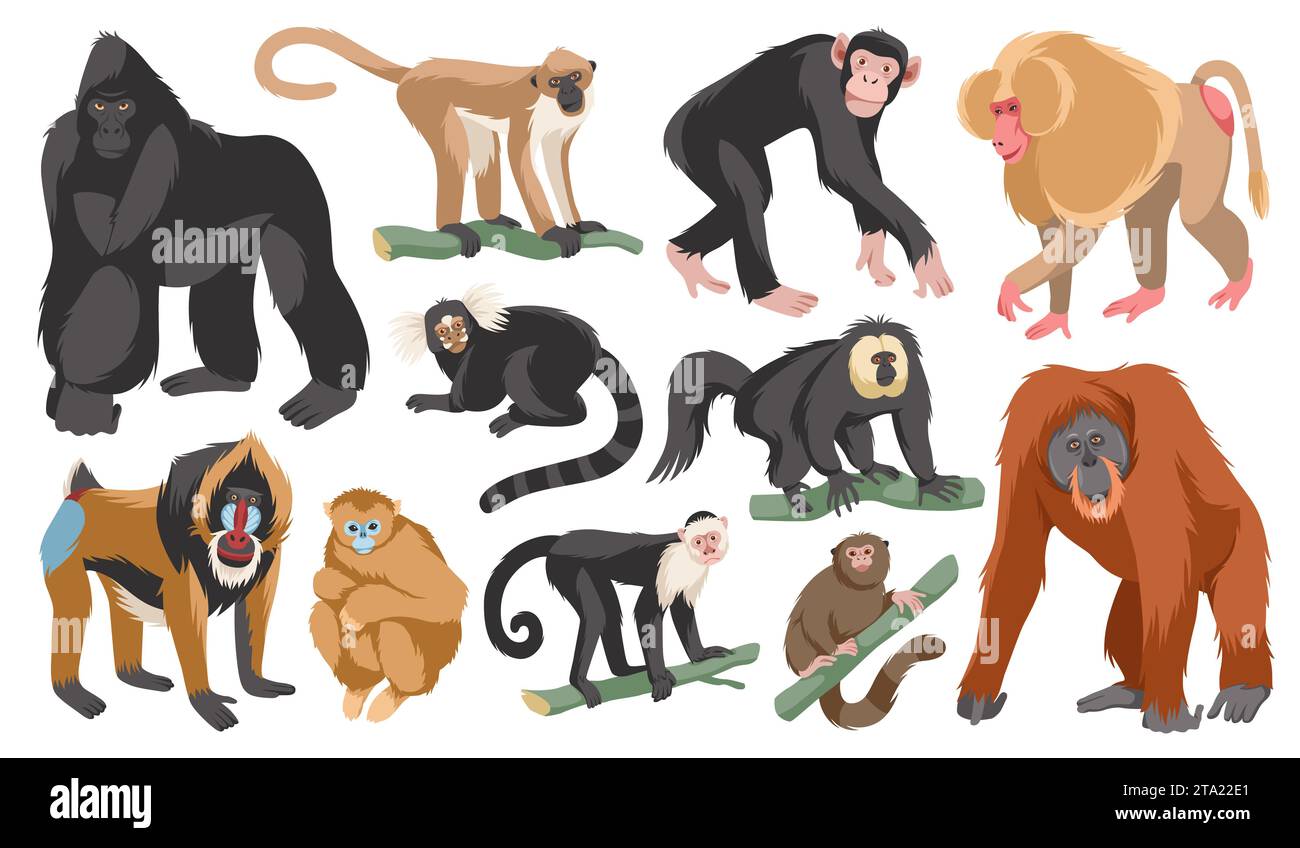 Cartoon different breeds monkeys. Funny exotic animals, tropical ...