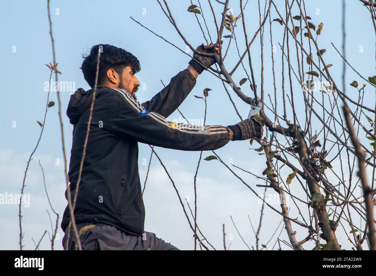 Srinagar, India. 28th Nov, 2023. A Kashmiri farmer seen pruning apple ...