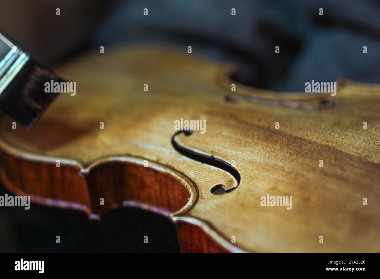 Senior expert violin maker luthier, wrinkled old hand varnish with ...