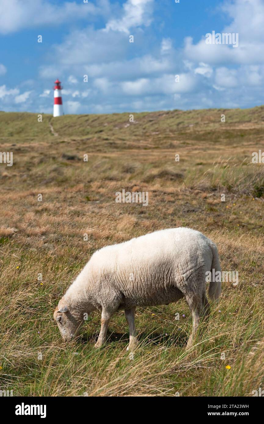 Sheep (Ovid Aries) grazing in the dune landscape with lighthouse at ...