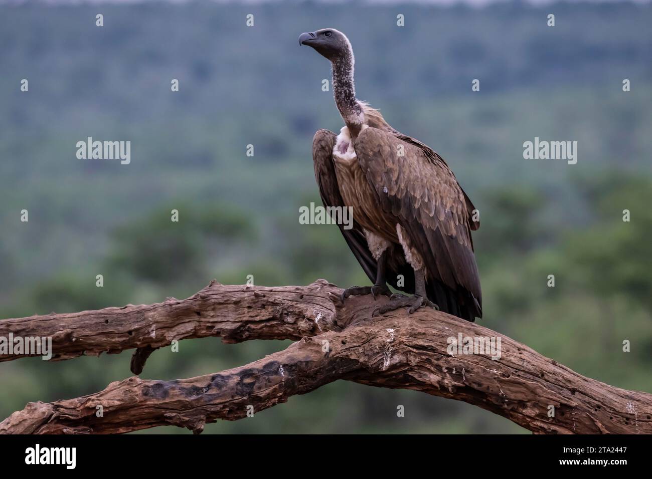 White-backed vulture (Gyps africanus) sitting on a dead tree, Zimanga ...