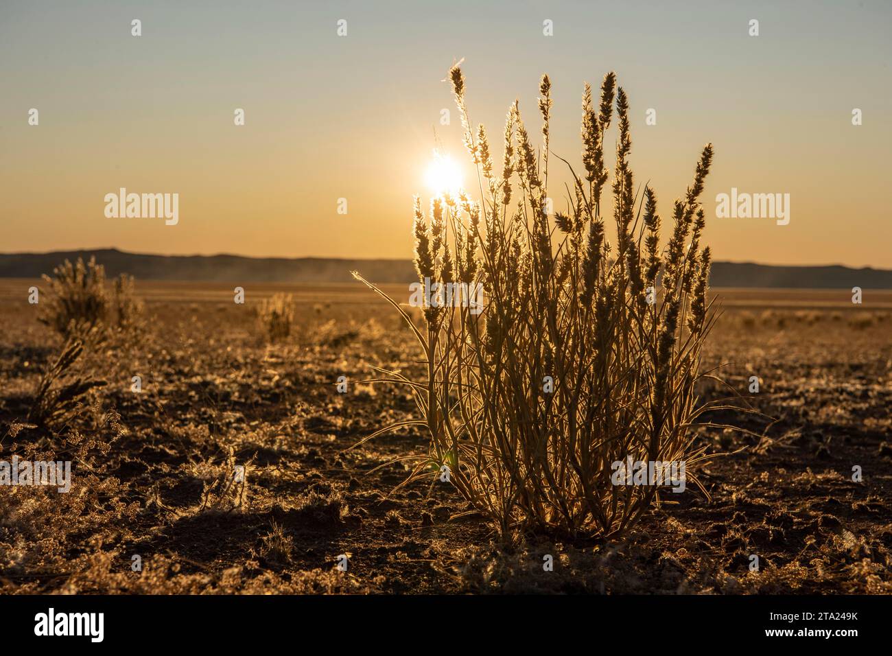 Sour grass in the sunset, Namib Desert, Namib Desert, Namibia Stock ...