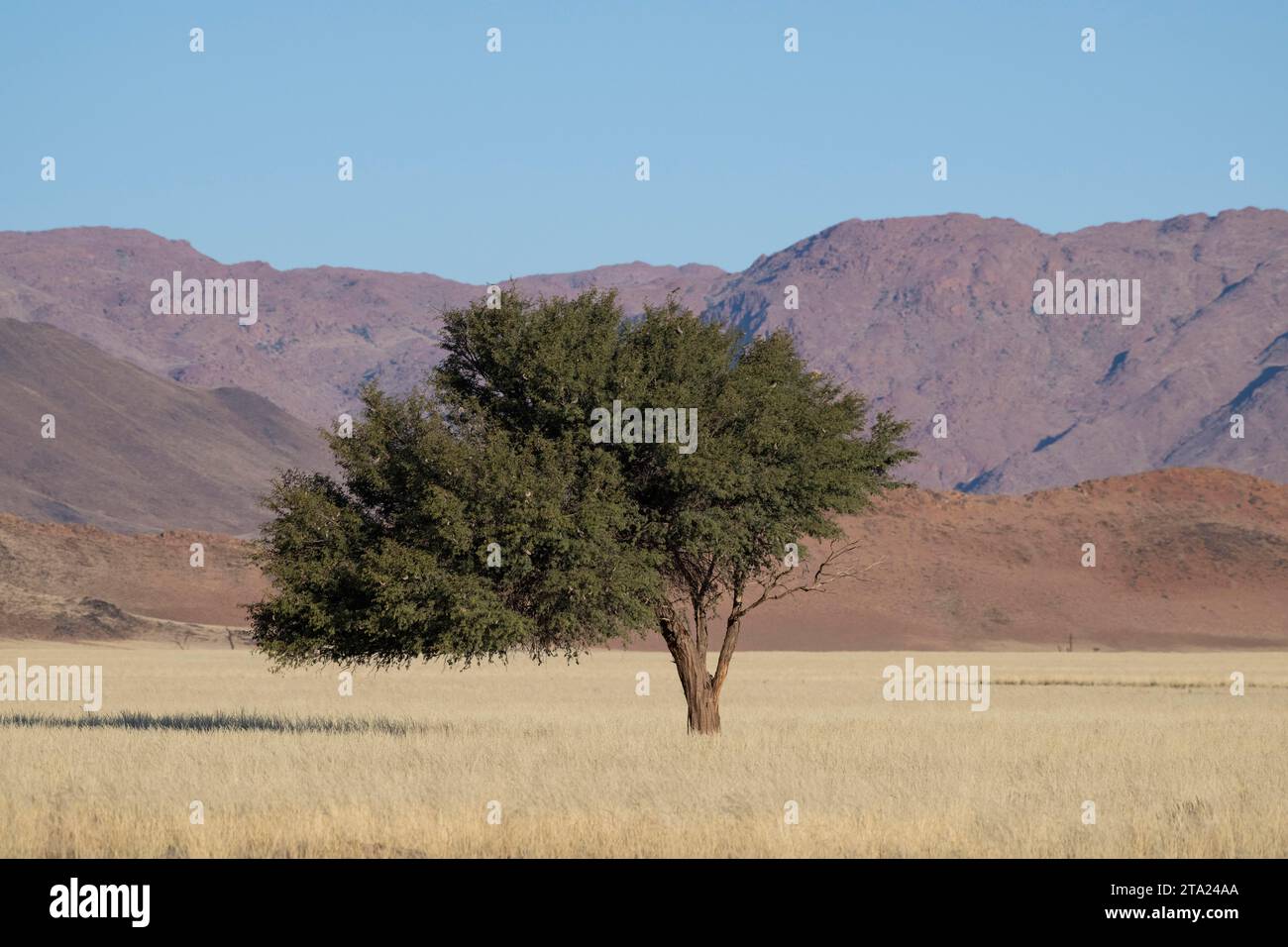 Acacia in front of Tirasbergen, Namib Desert, Namib Desert, Namibia ...