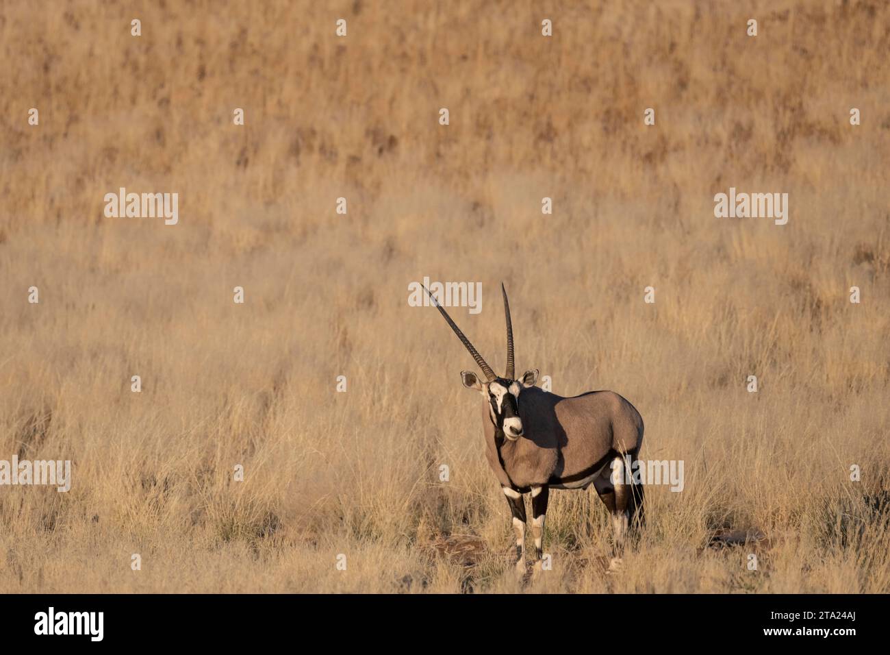 Desert antelope namibia hi-res stock photography and images - Alamy