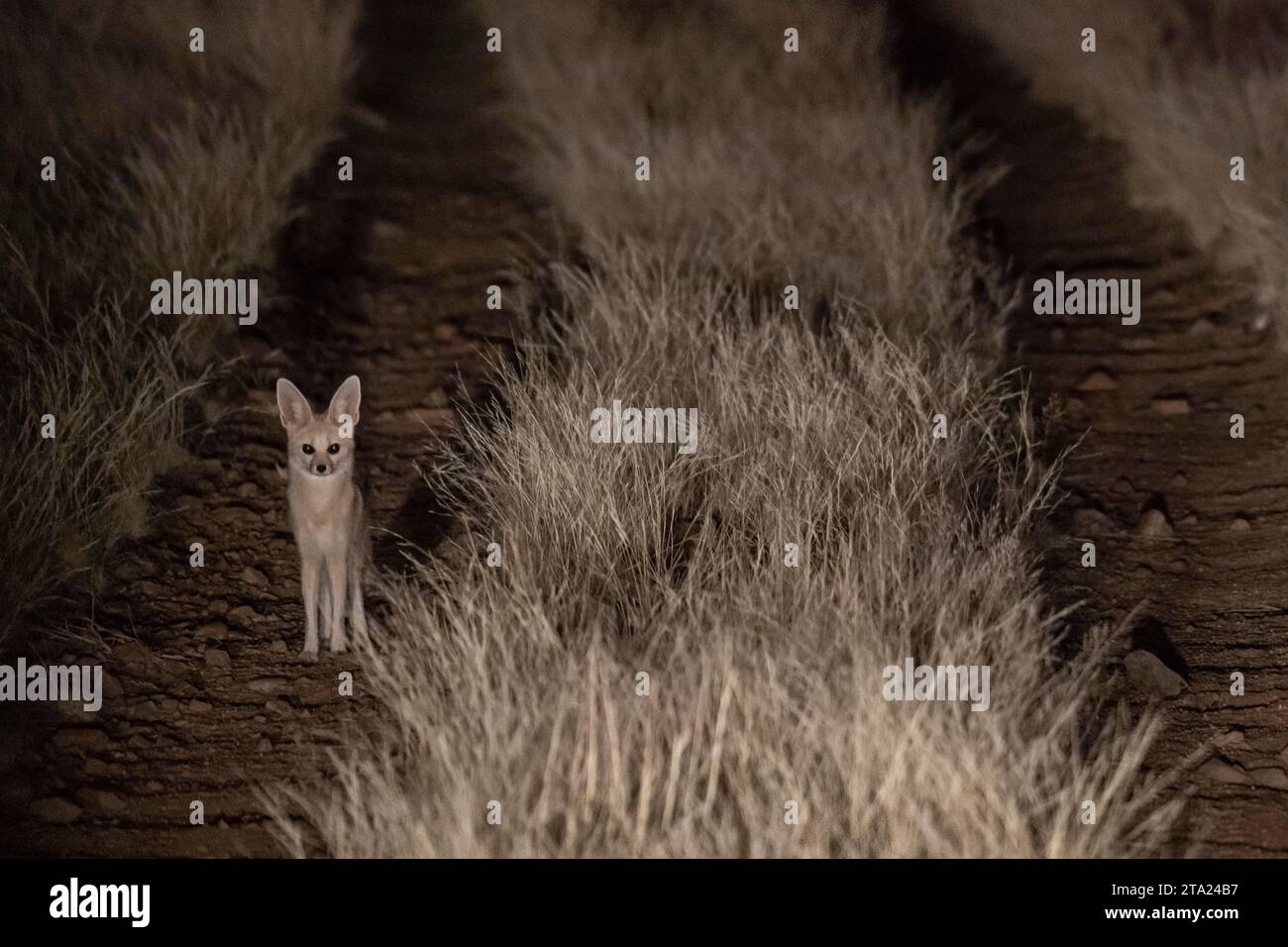 Cape fox (Vulpes chama) Naankuse, Namib Desert, Namibia Stock Photo - Alamy
