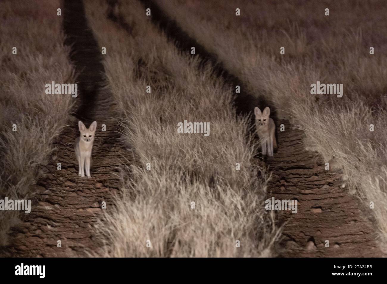 Cape fox (Vulpes chama) Naankuse, Namib Desert, Namibia Stock Photo - Alamy
