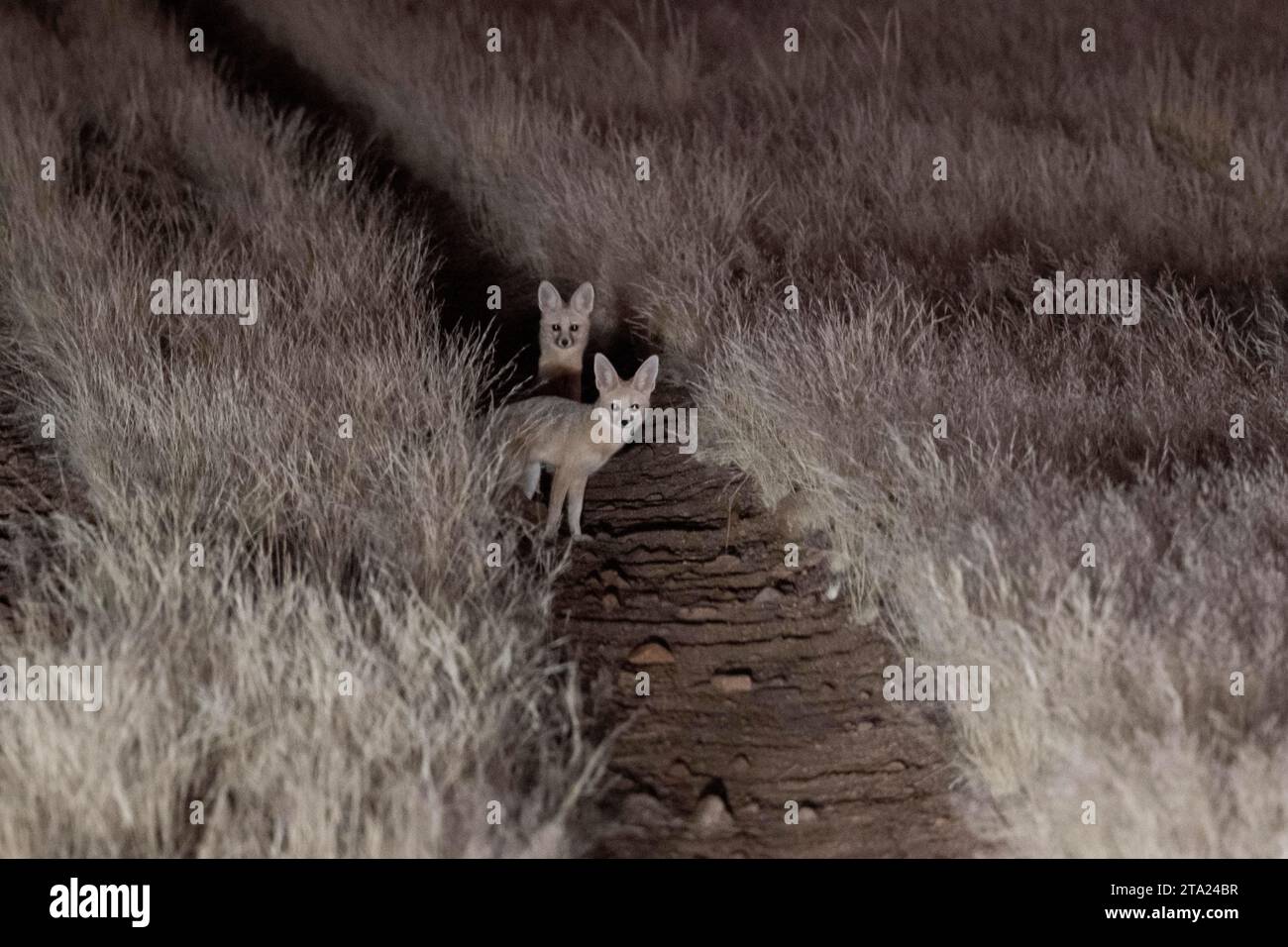 Cape fox (Vulpes chama) Naankuse, Namib Desert, Namibia Stock Photo - Alamy