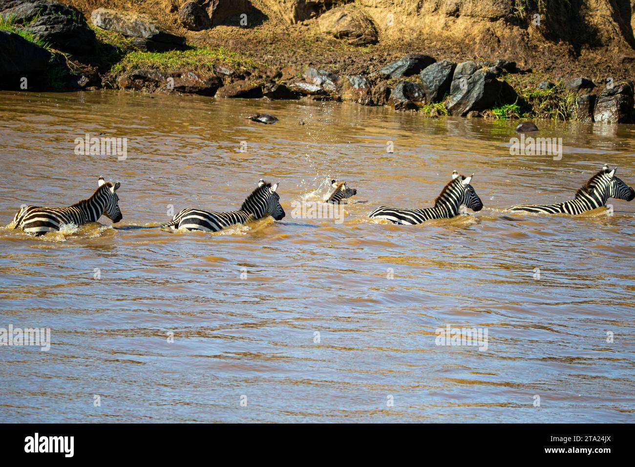 Plains zebra (Equus quagga) Crossing the Mara River Masai Mara Kenya ...