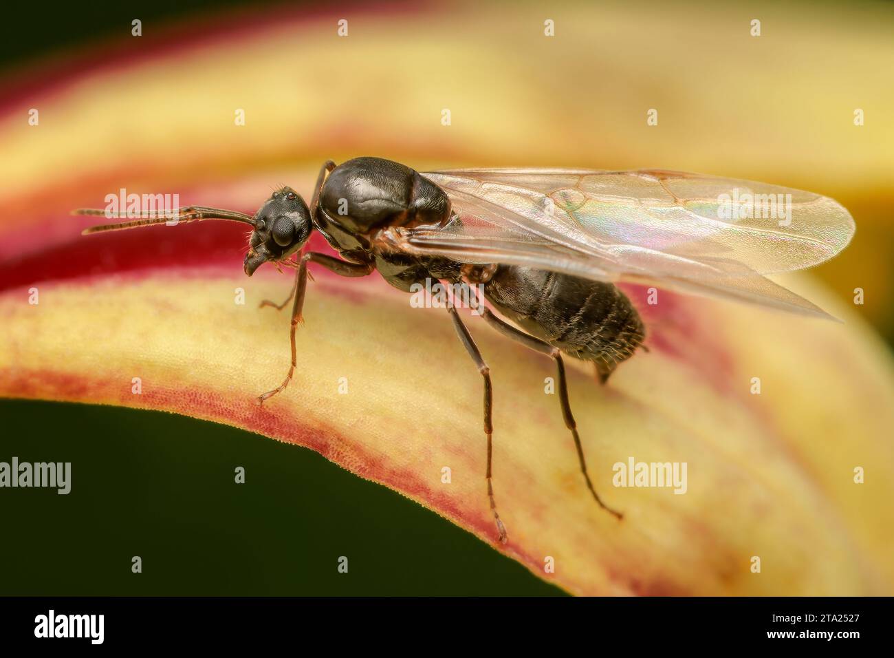 Winged ant hi-res stock photography and images - Alamy