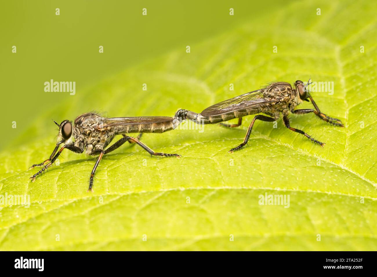 Robber flies on green hi-res stock photography and images - Alamy