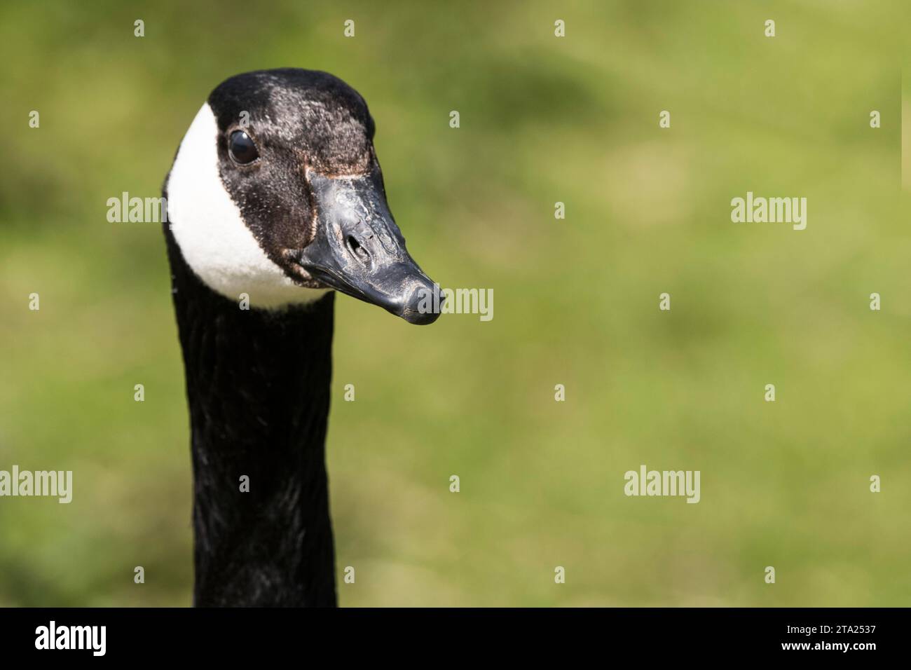 Canada goose head hi-res stock photography and images - Alamy