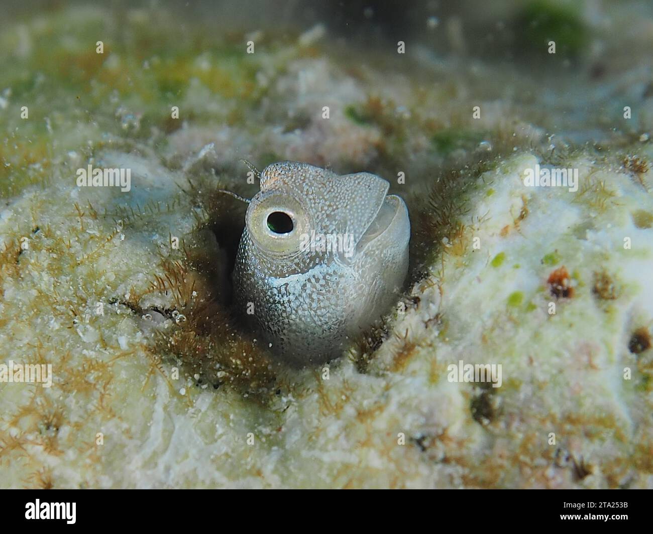 A tiny blue-bellied combfish (Alloblennius pictus), bonefish, looks out ...