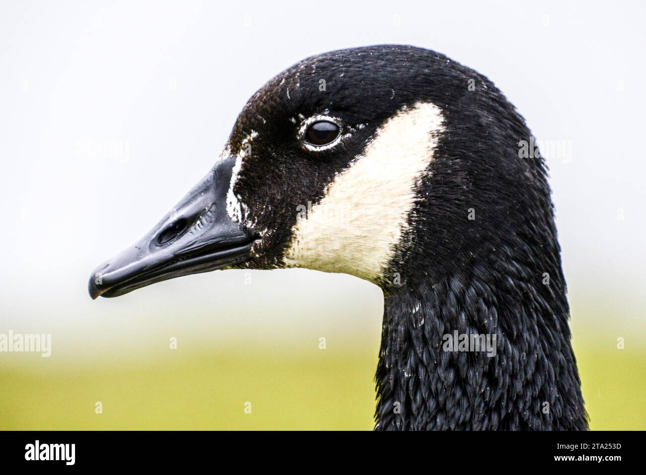 Goose geese head hi-res stock photography and images - Alamy