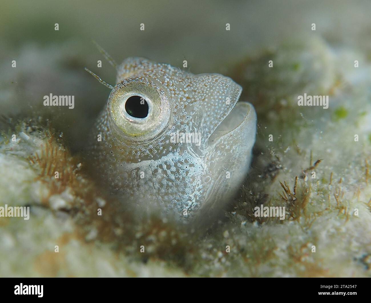 A tiny blue-bellied combfish (Alloblennius pictus), bonefish, looks out ...