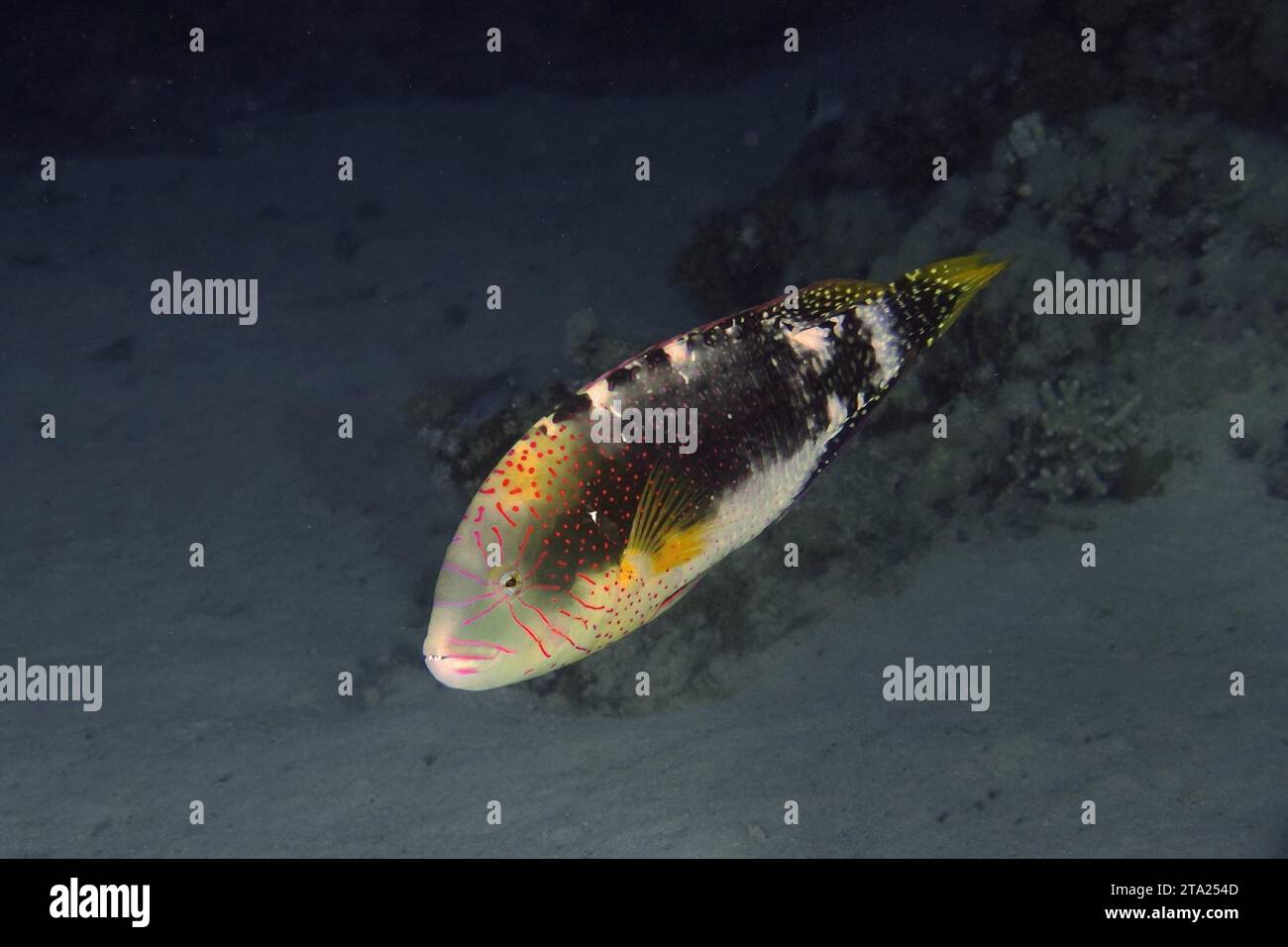 Male abudjubbe (Cheilinus abudjubbe), dive site House Reef, Mangrove ...