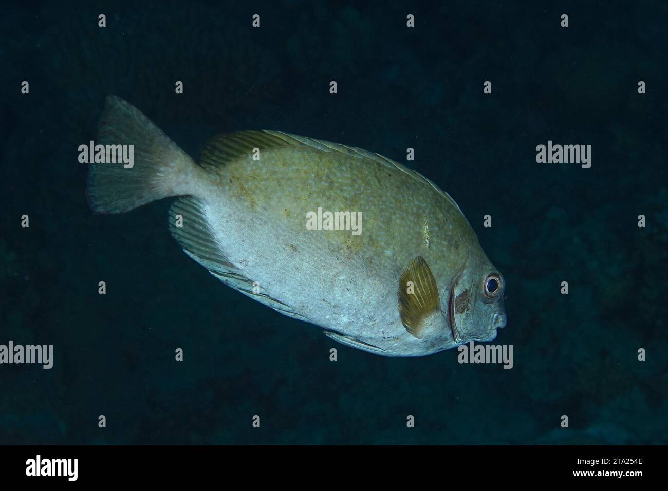 Dark rabbitfish (Siganus luridus), dive site House Reef, Mangrove Bay ...