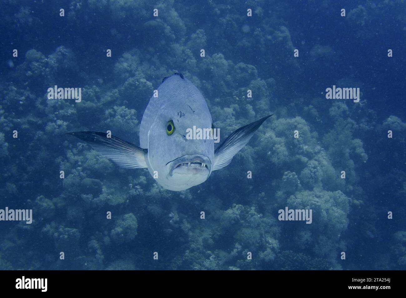 Two-spot red snapper (Lutjanus bohar), Dive Site House Reef, Mangrove ...