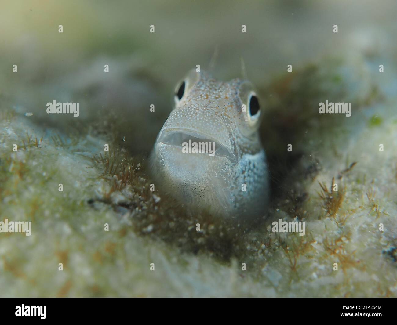 A tiny blue-bellied combfish (Alloblennius pictus), bonefish, looks out ...