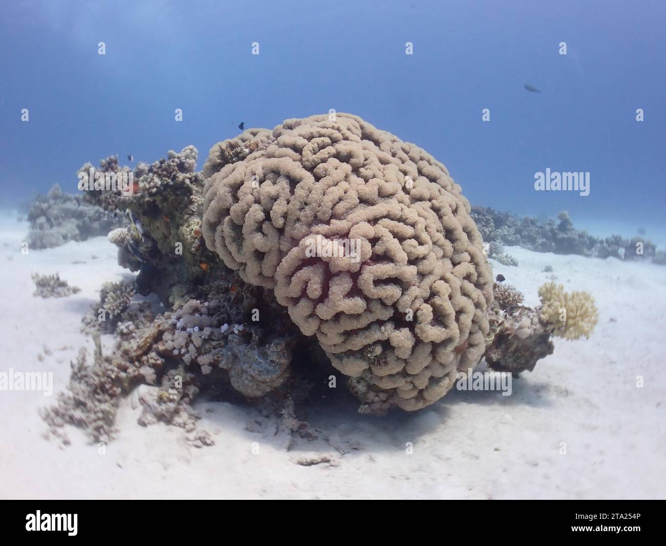 Bubble coral (Plerogyra sinuosa), dive site House Reef, Mangrove Bay ...