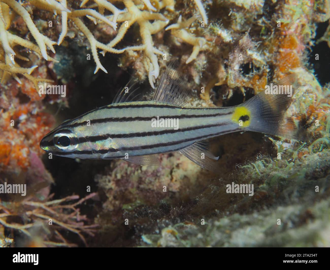 Five-striped cardinalfish (Cheilodipterus quinquelineatus), dive site ...