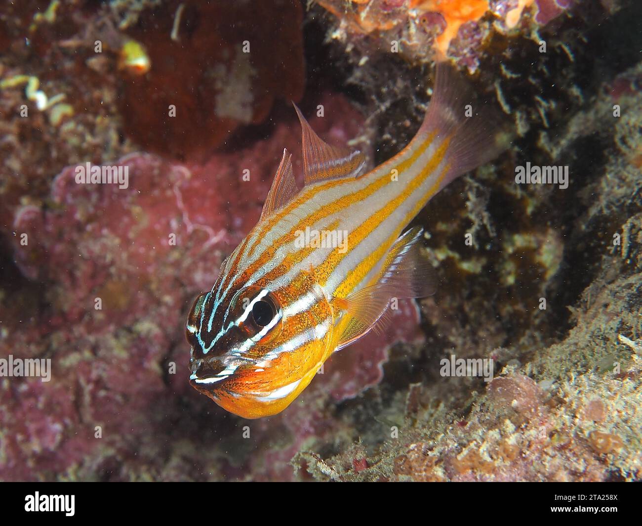 Golden-striped cardinalfish (Apogon cyanosoma), House Reef dive site ...