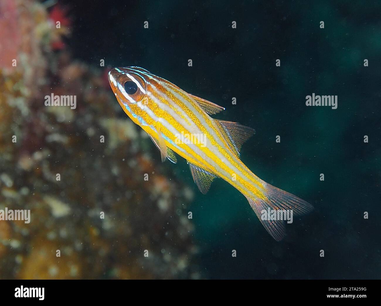 Golden-striped cardinalfish (Apogon cyanosoma), House Reef dive site ...