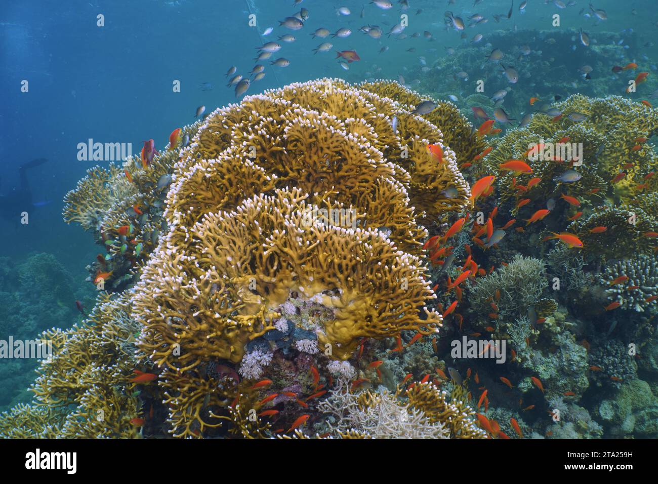 Net fire coral (Millepora dichotoma), dive site Marsa Shuna, Red Sea ...